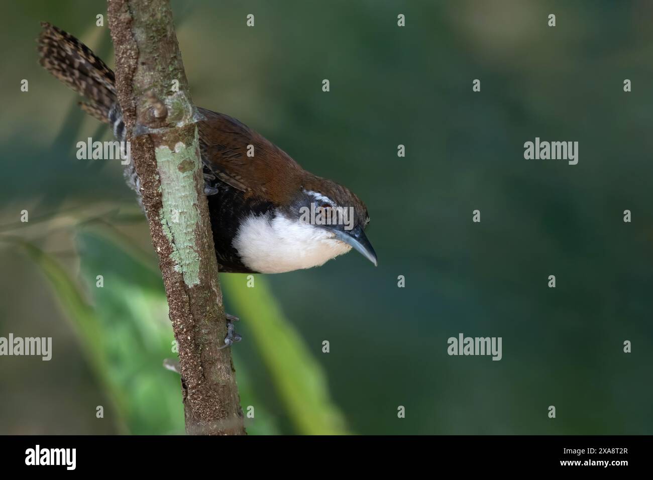 Black bellied wrens hi-res stock photography and images - Alamy