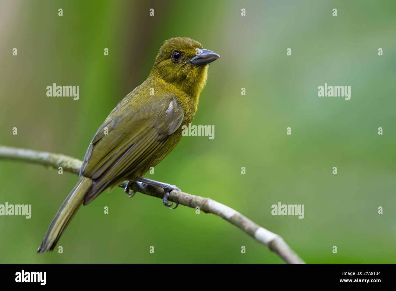 Carmiolis tanagers hi-res stock photography and images - Alamy