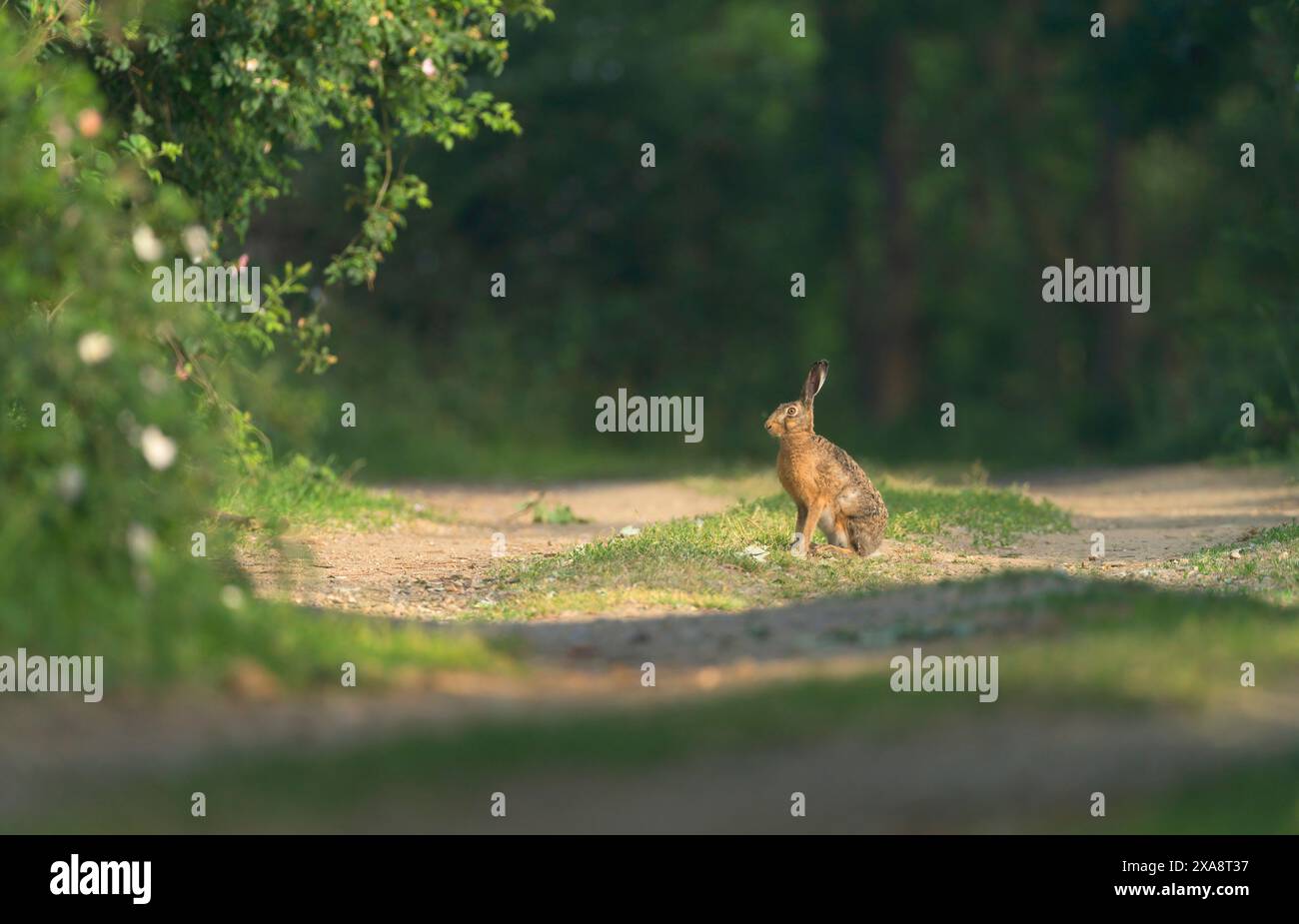European hare, Brown hare (Lepus europaeus), sitting on a forest path ...