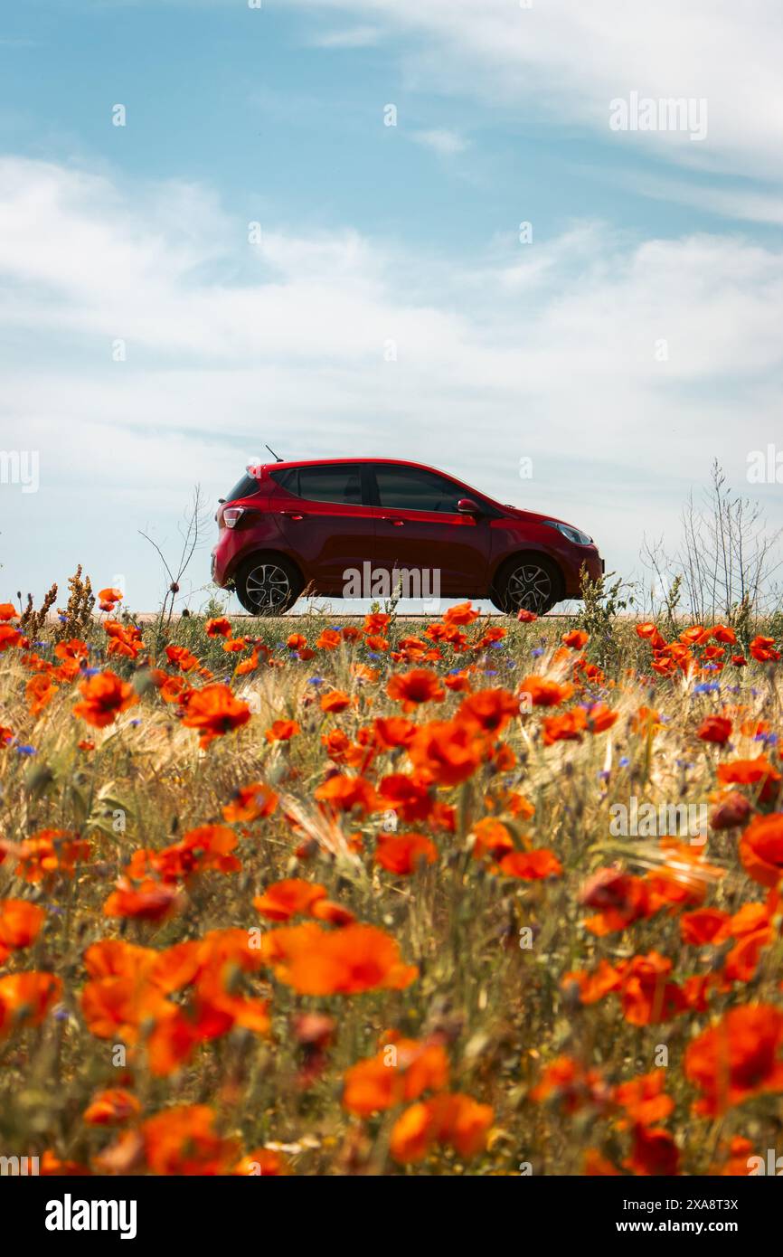 Red car on poppy and wheat field foreground. Summertime travel. Travel ...