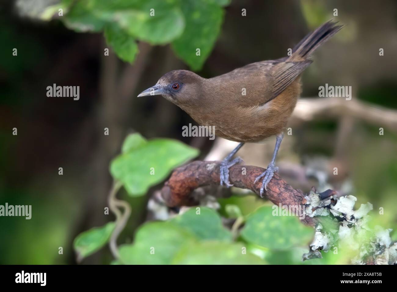 Fernando po speirops, Bioko speirops (Zosterops brunneus, Speirops ...