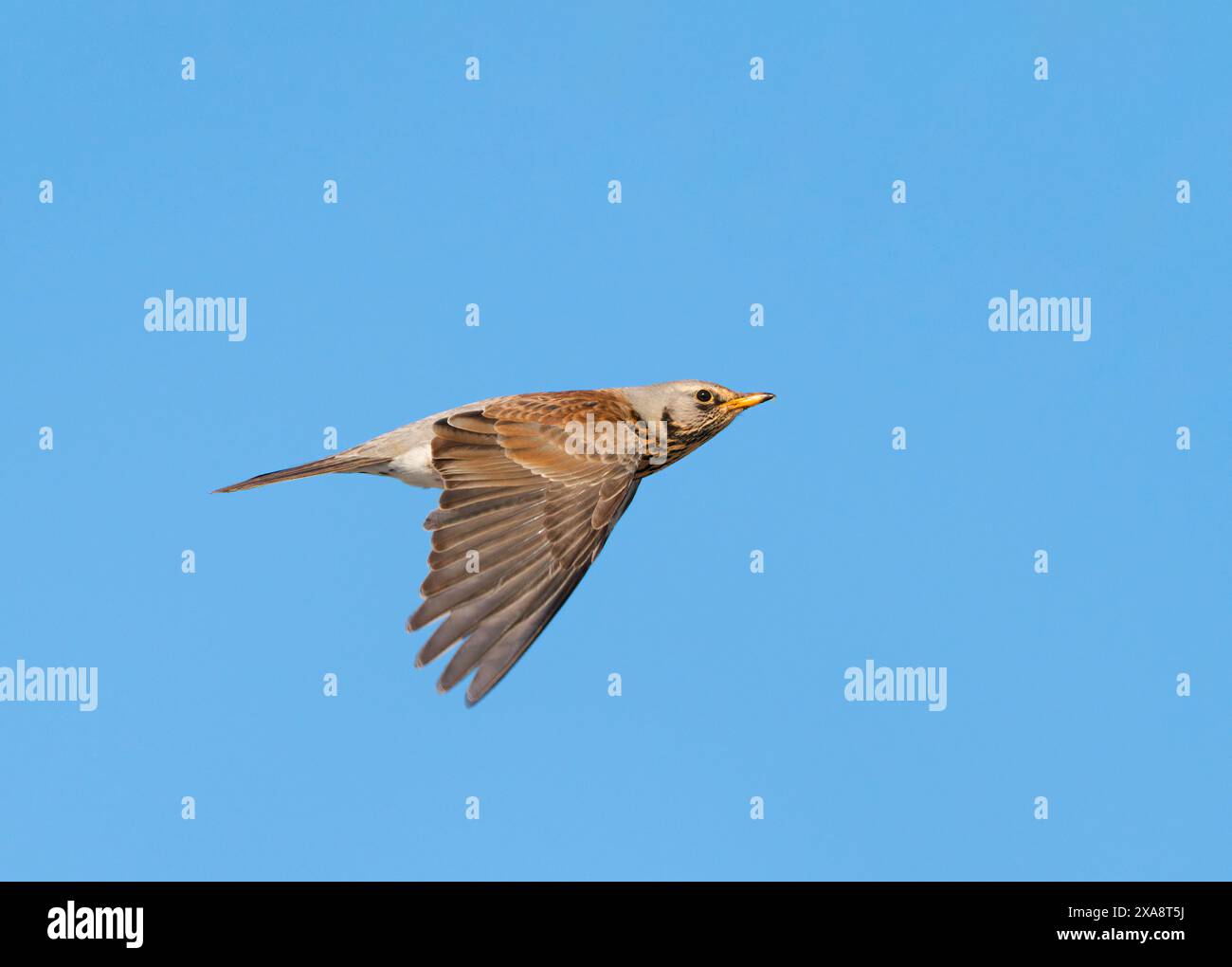 fieldfare (Turdus pilaris), in flight, Netherlands Stock Photo - Alamy