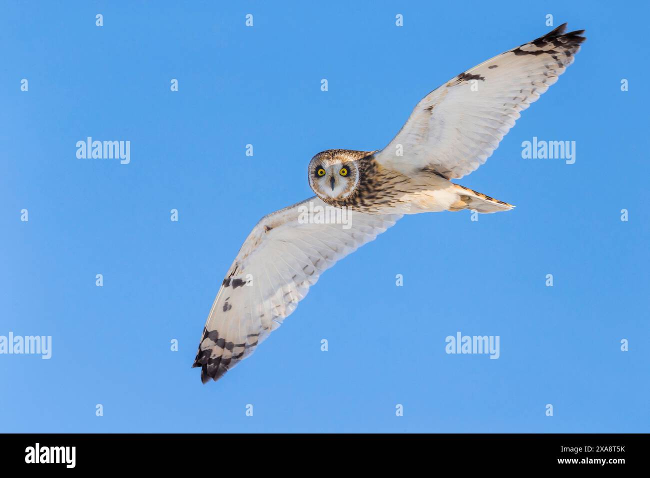 short-eared owl (Asio flammeus), in flight in the blue sky, looking ...