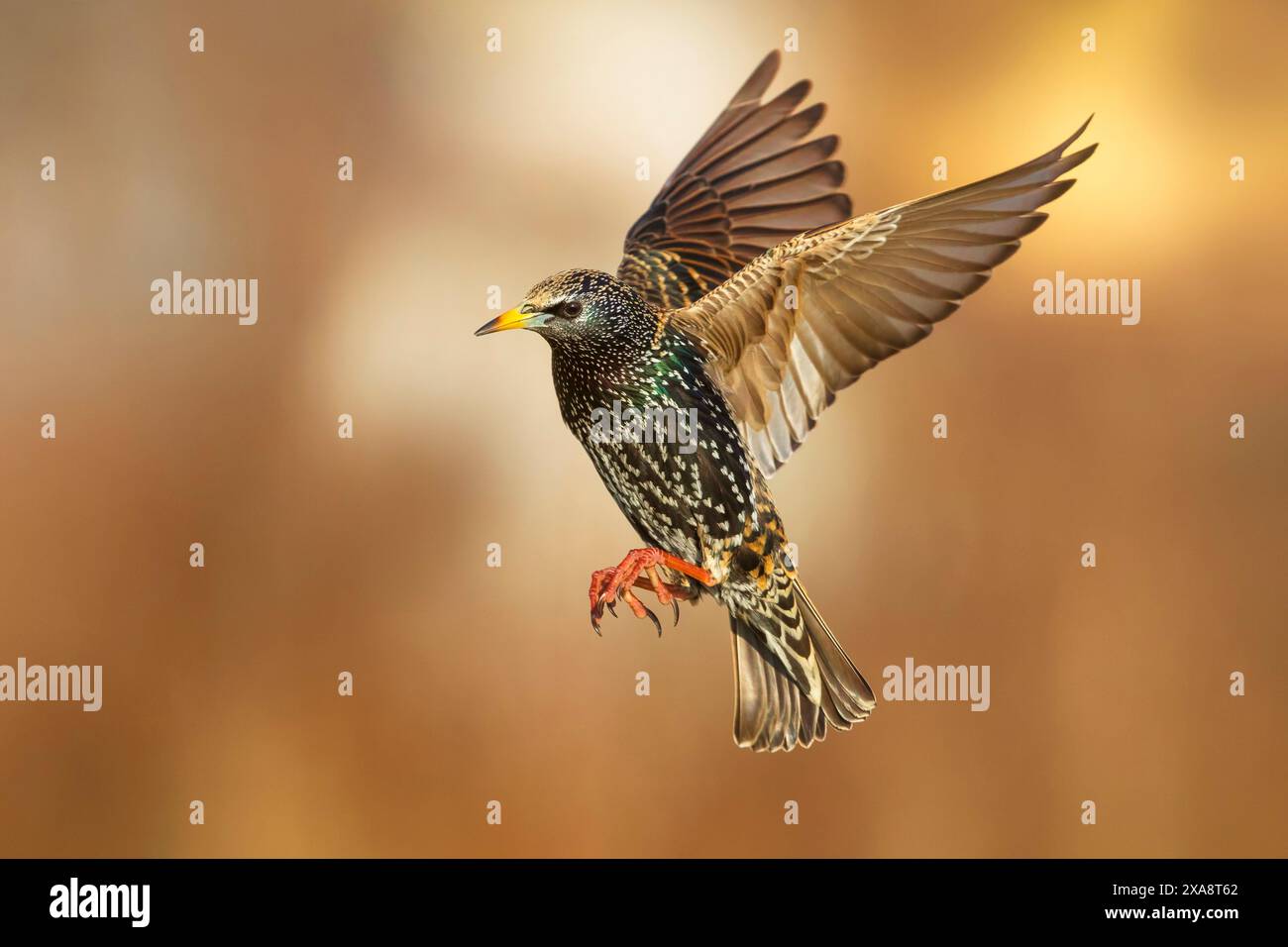 common starling (Sturnus vulgaris), in flight, side view, Italy ...