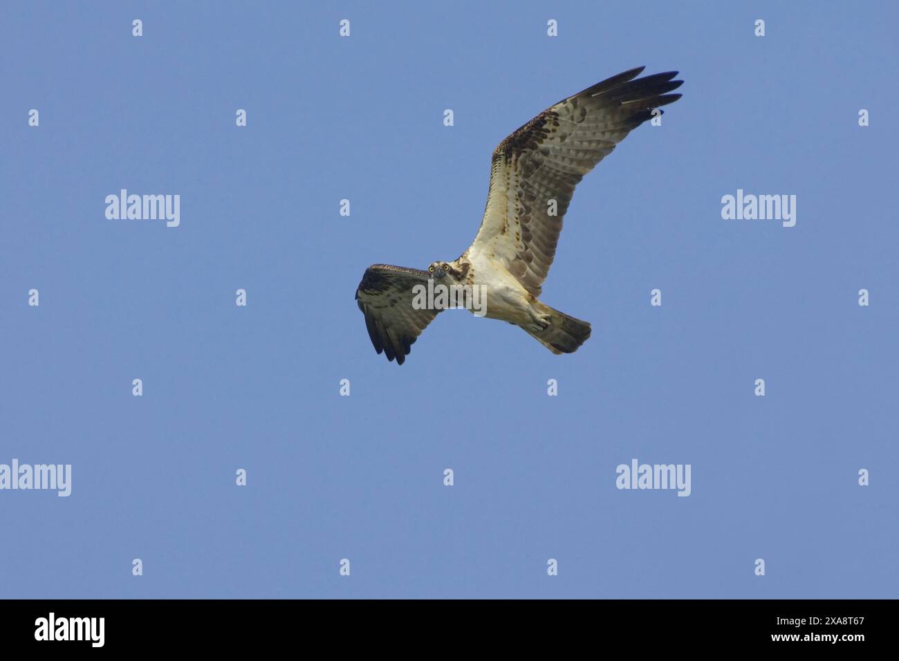 osprey, fish hawk, sea hawk, river hawk (Pandion haliaetus), in hunting ...