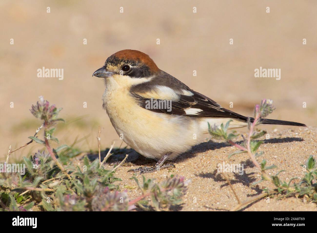 woodchat shrike (Lanius senator), female perching on the ground, side ...