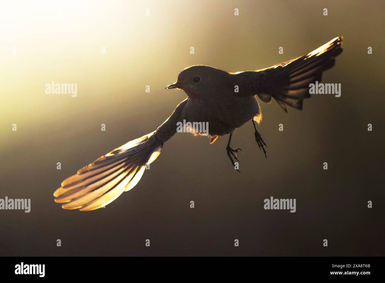 black redstart (Phoenicurus ochruros), flying female, backlight photo ...