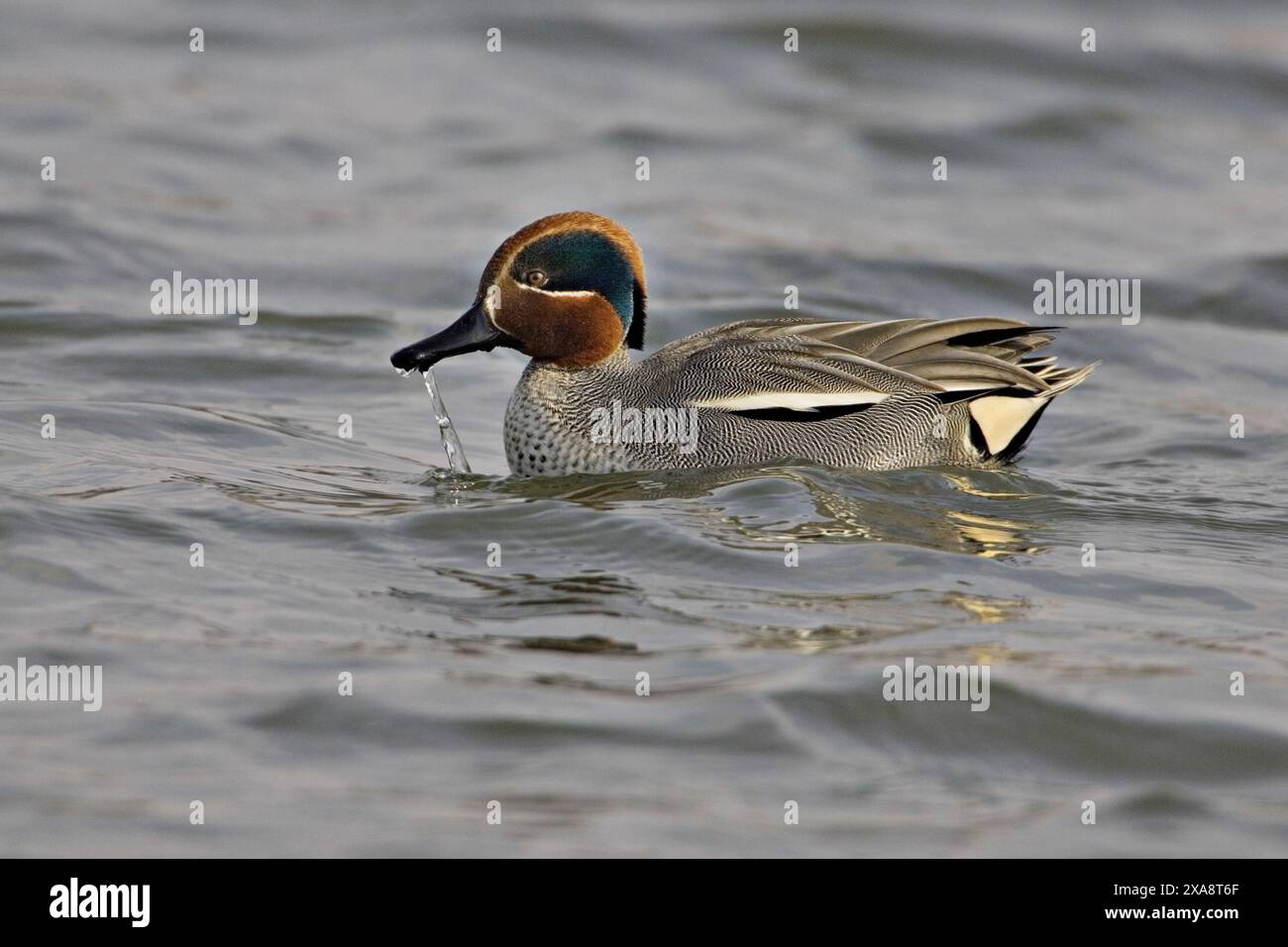 green-winged teal, Eurasian teal, Eurasian green-winged teal, common ...