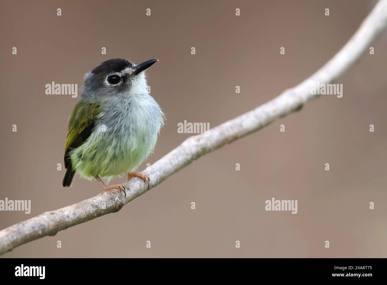 Black capped flycatchers hi-res stock photography and images - Alamy