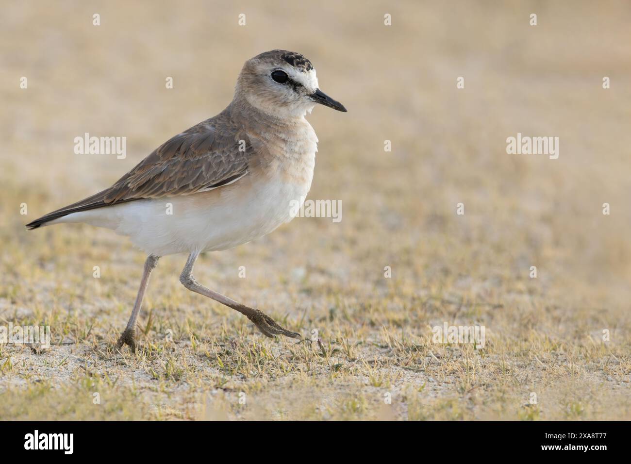 mountain plover (Charadrius montanus), walking on the ground, USA Stock ...