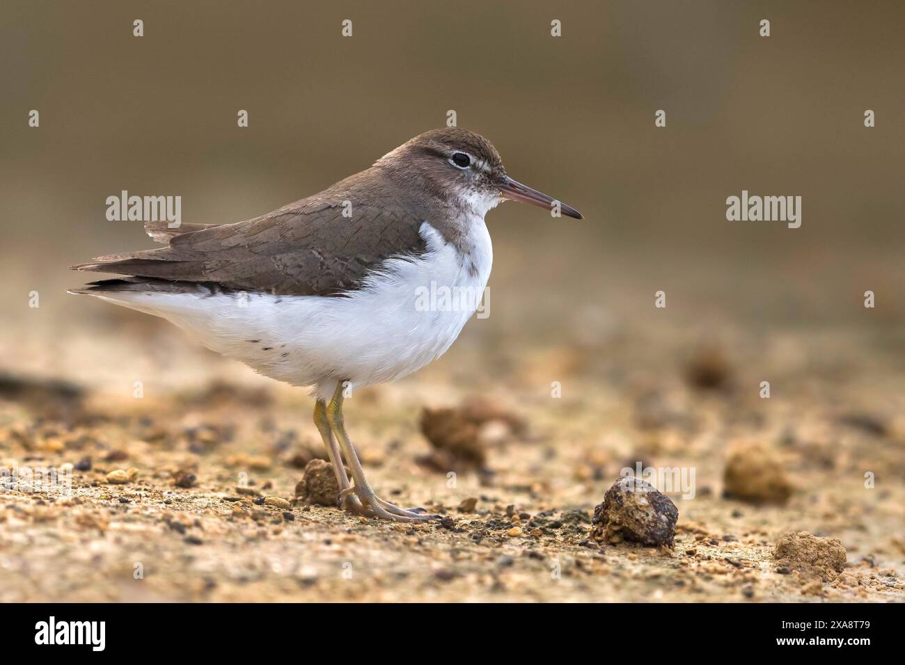 Spotted sandpiper (Actitis macularius), in eclipse plumage, side view ...