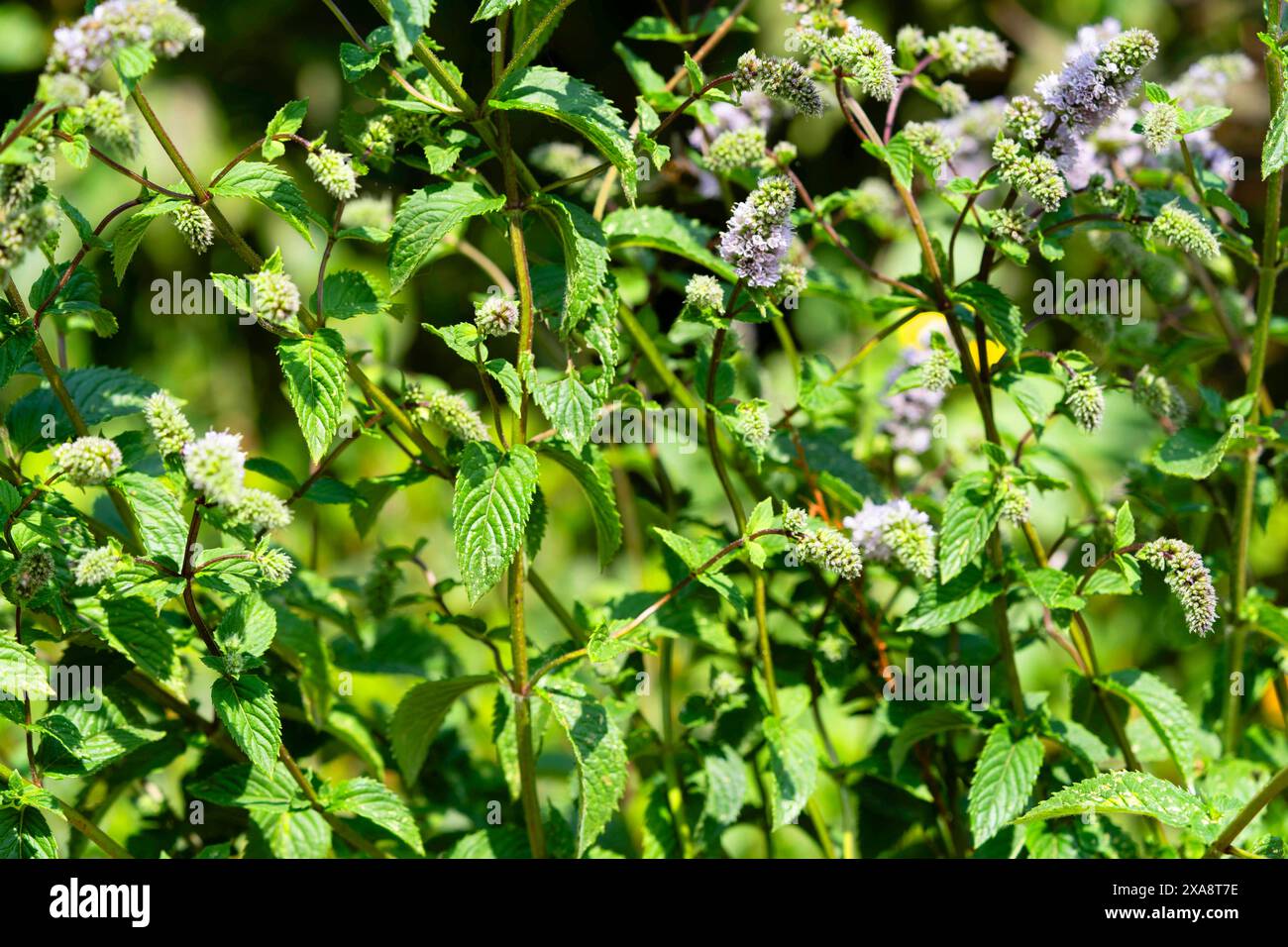 peppermint, hybrid-peppermint (Mentha x piperita, Mentha piperita, M ...