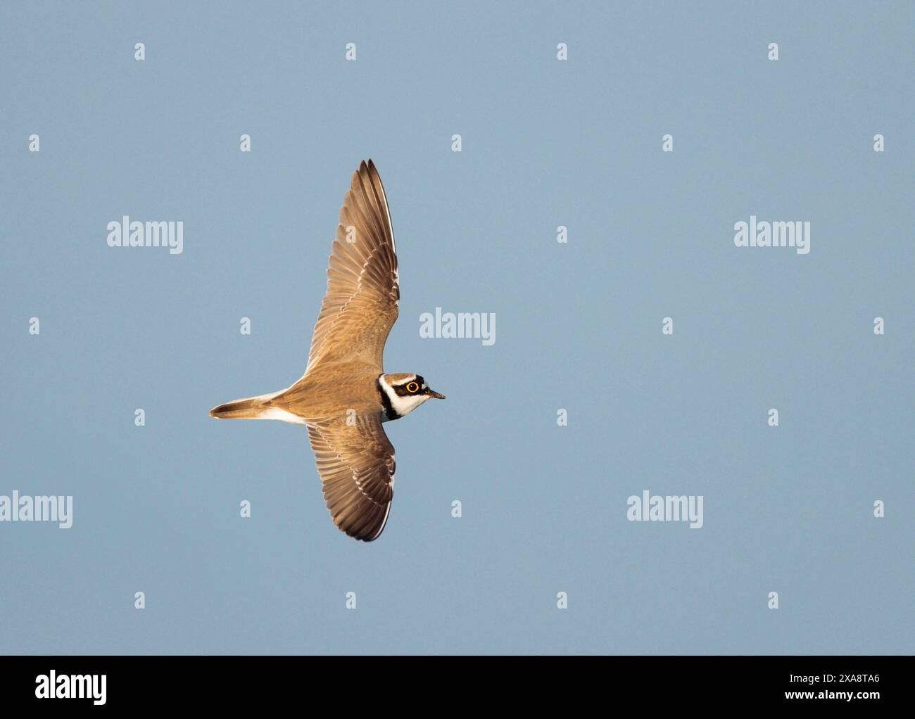little ringed plover (Charadrius dubius), in flight from above ...