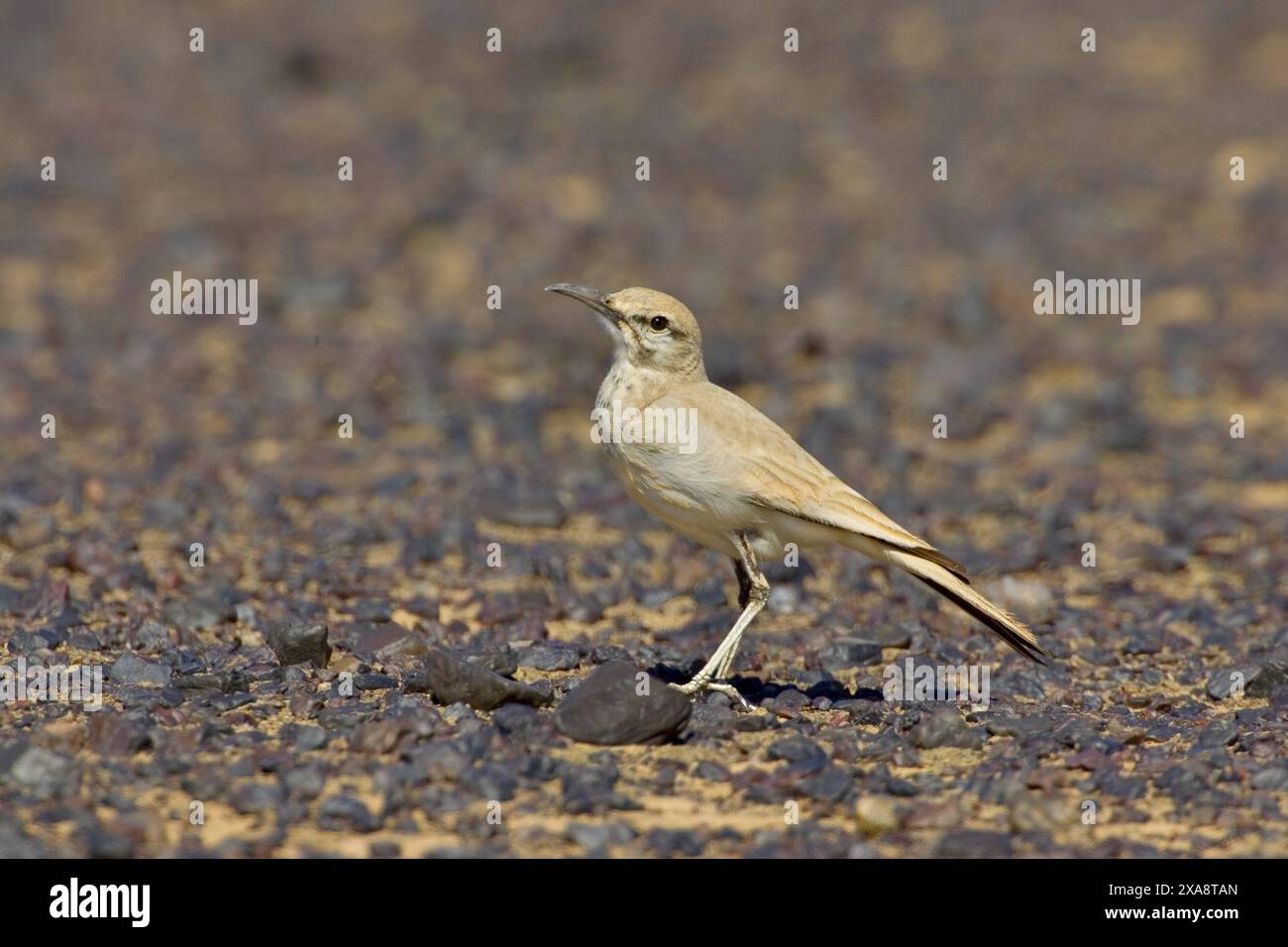 hoopoe lark, bifasciated lark, greater hoopoe-lark, large desert lark ...