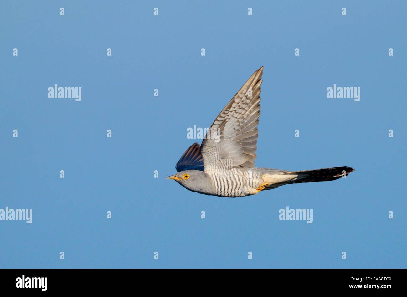 Eurasian cuckoo (Cuculus canorus), in flight, Netherlands, Limburg ...