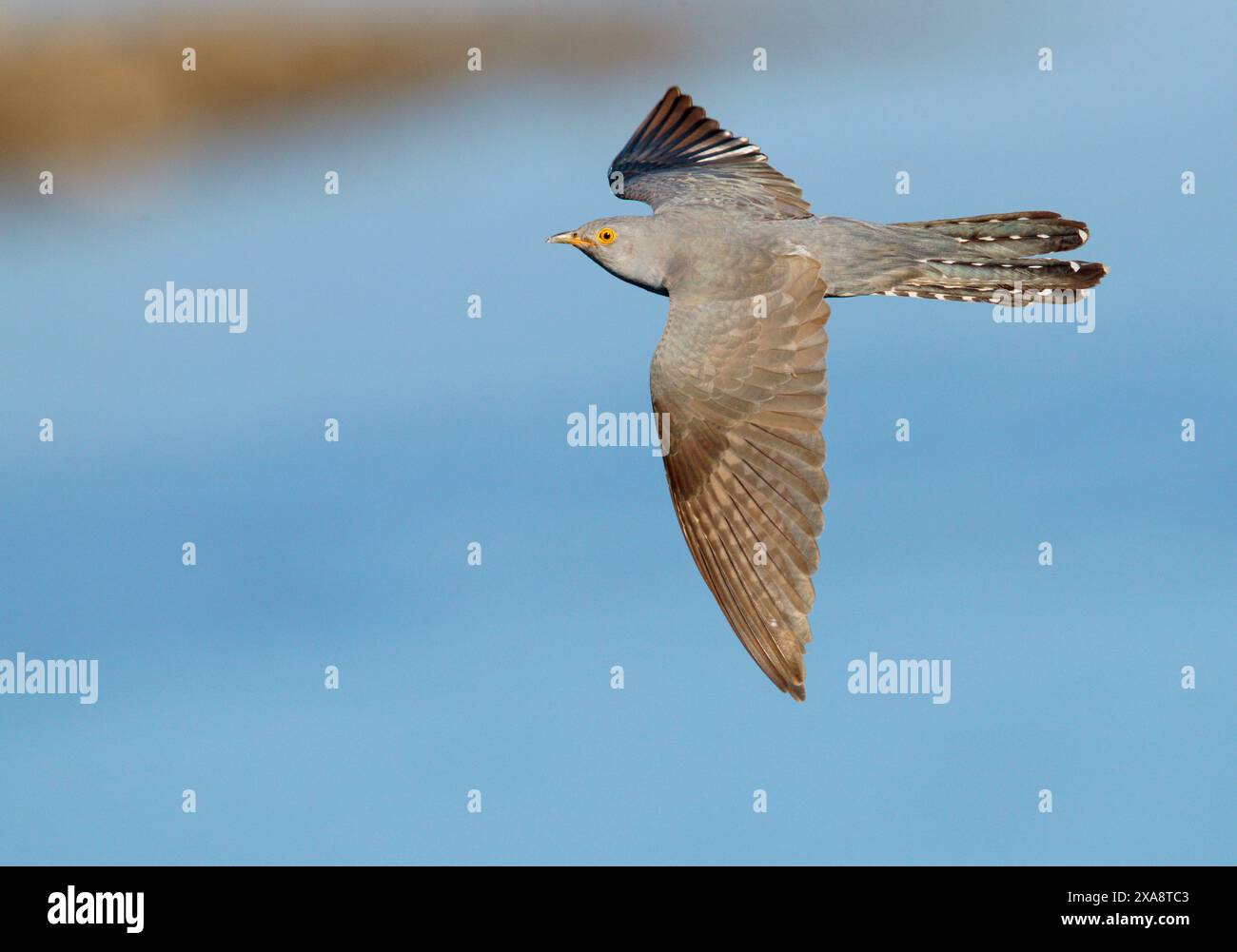 Eurasian cuckoo (Cuculus canorus), in flight, Netherlands, Limburg ...