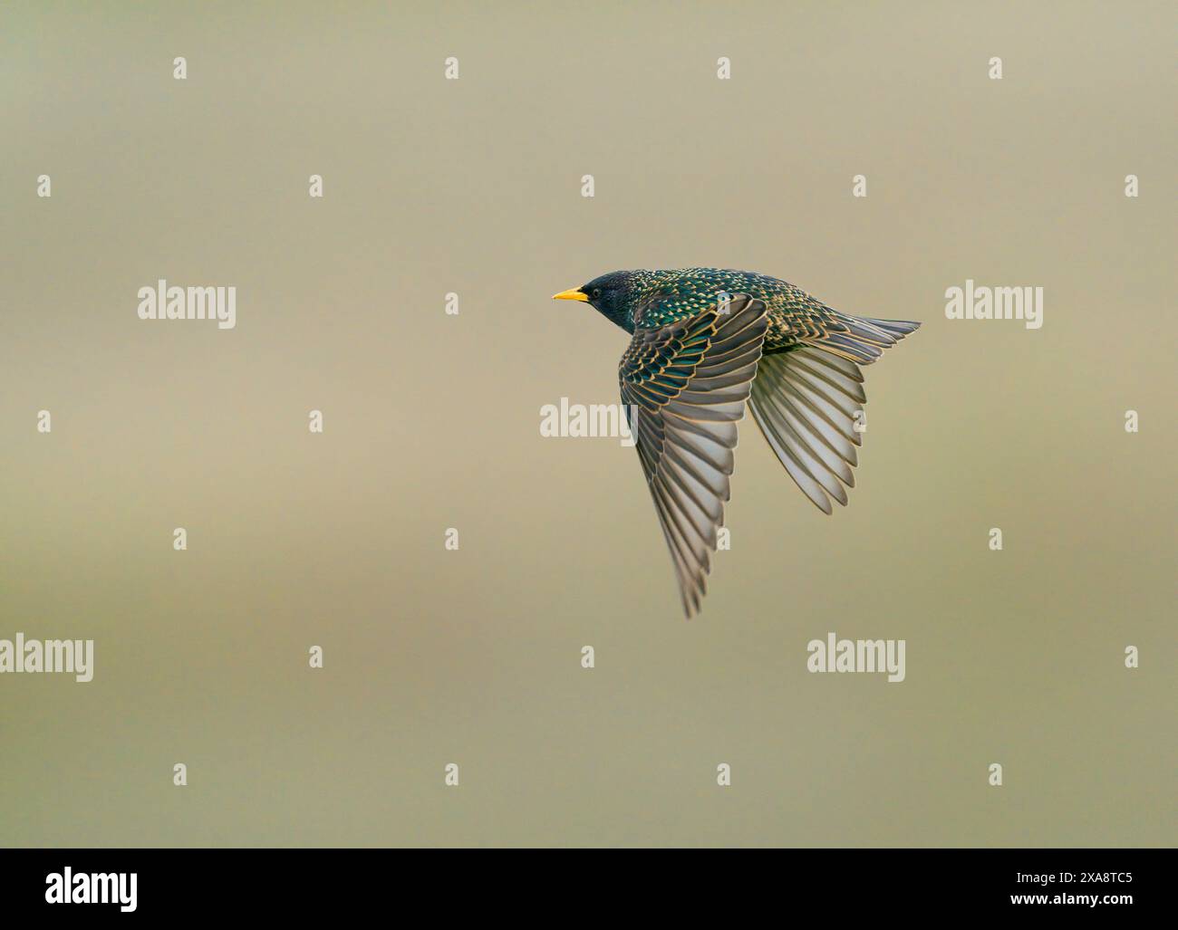 common starling (Sturnus vulgaris), female in flight, Netherlands ...