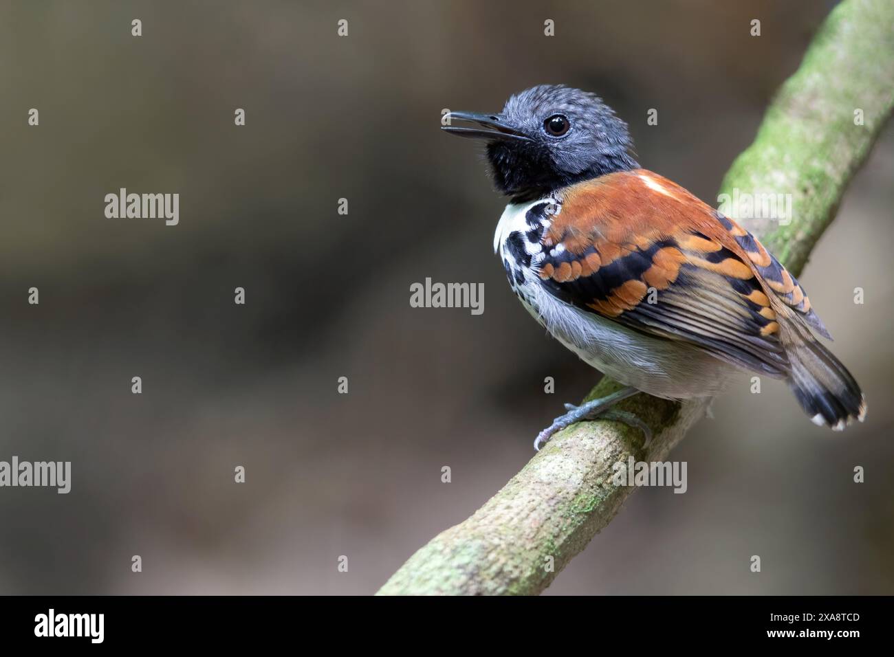 spotted antbird (Hylophylax naevioides), male sitting on a branch in ...