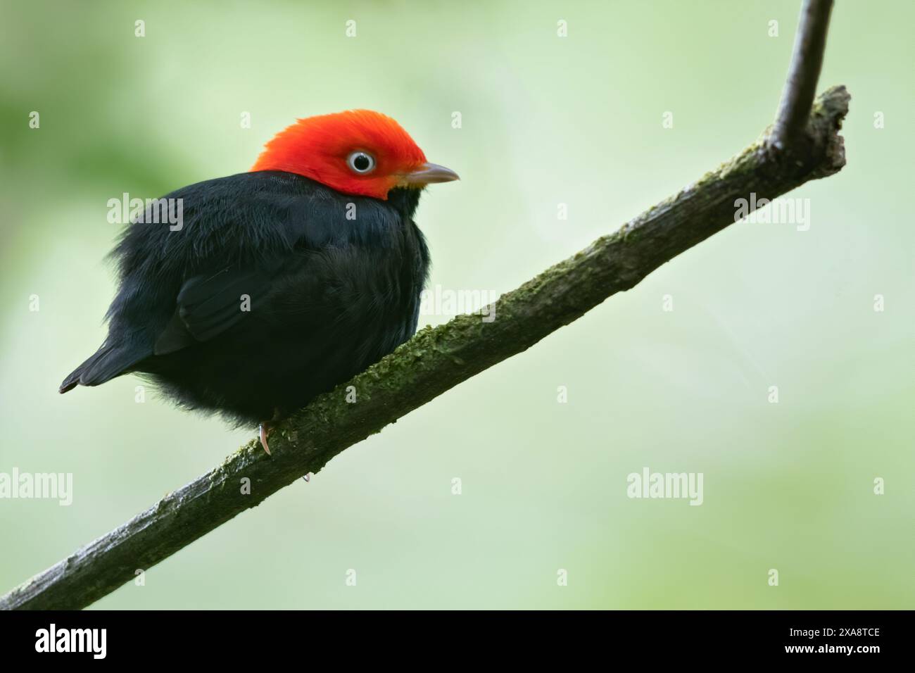 Red capped manakin in panama hi-res stock photography and images - Alamy