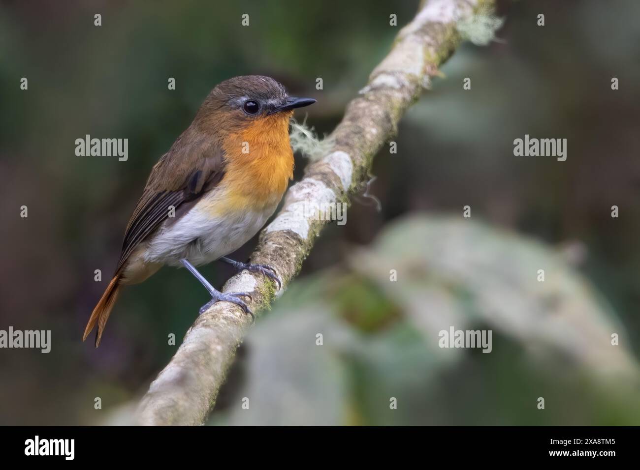 White bellied robin chats hi-res stock photography and images - Alamy