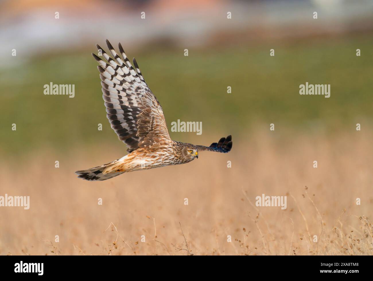 hen harrier (Circus cyaneus), female hunting low over fields ...