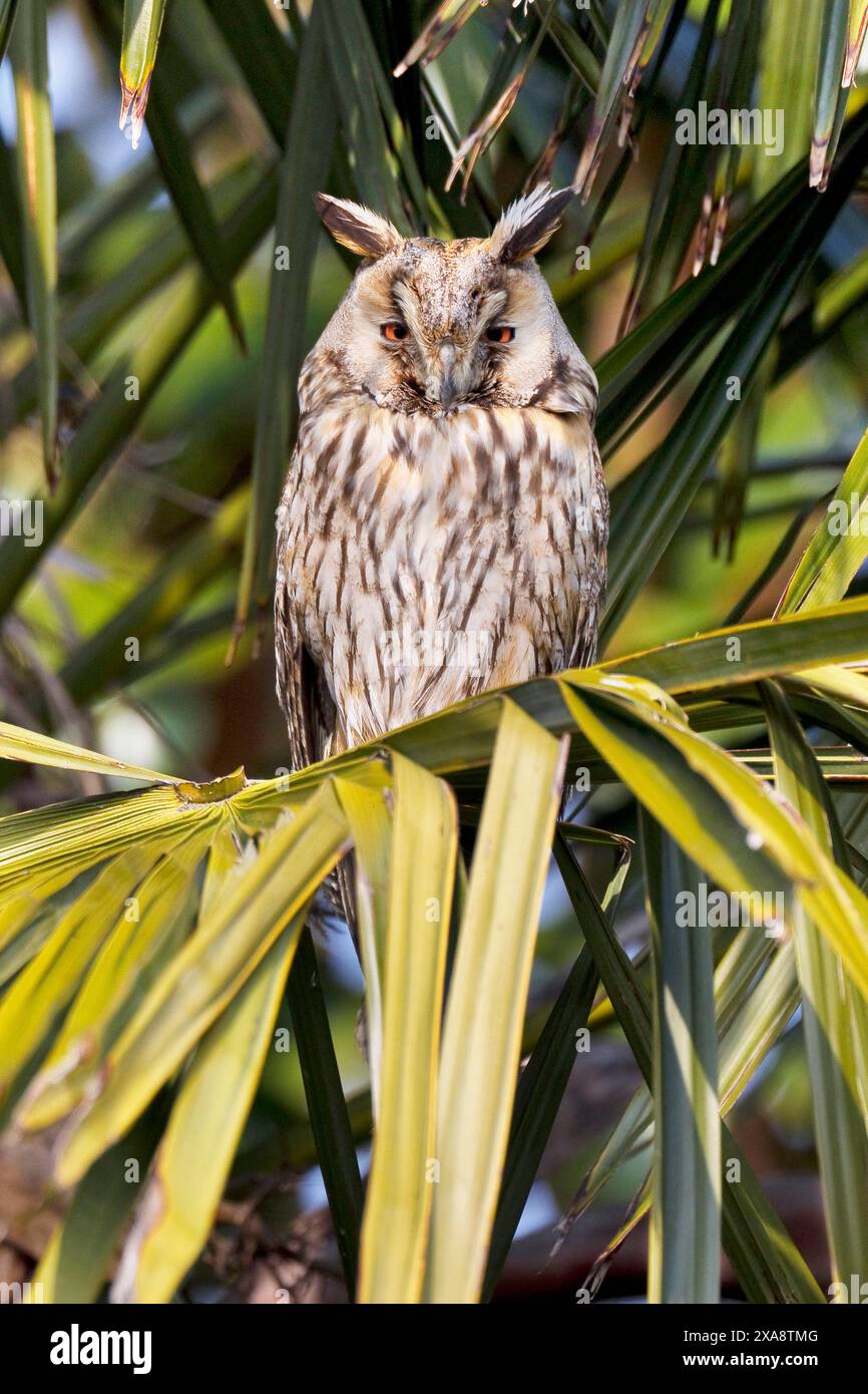 long-eared owl, northern long-eared owl, cat owl, lesser horned owl ...