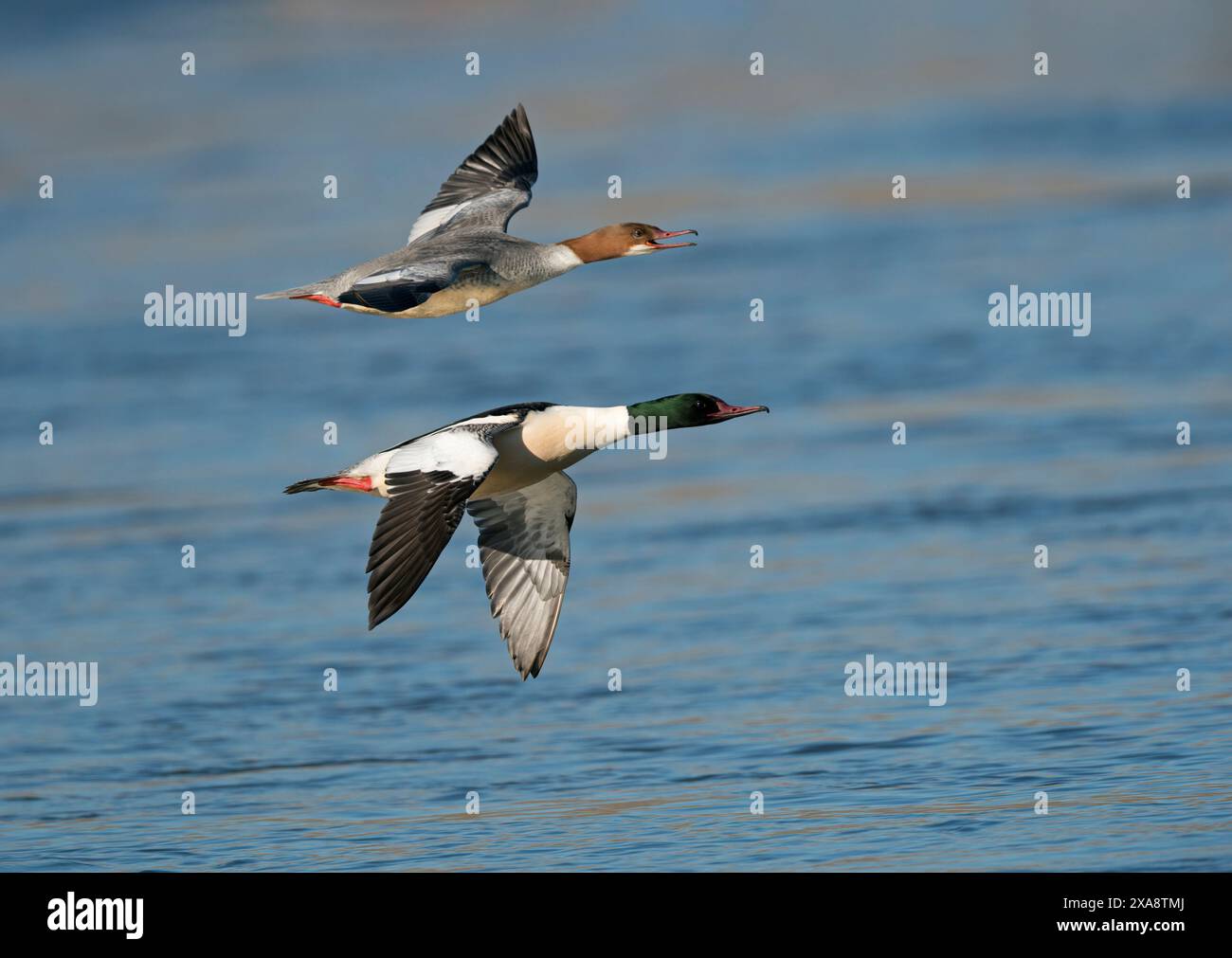 goosander (Mergus merganser), male and female in flight over water of ...