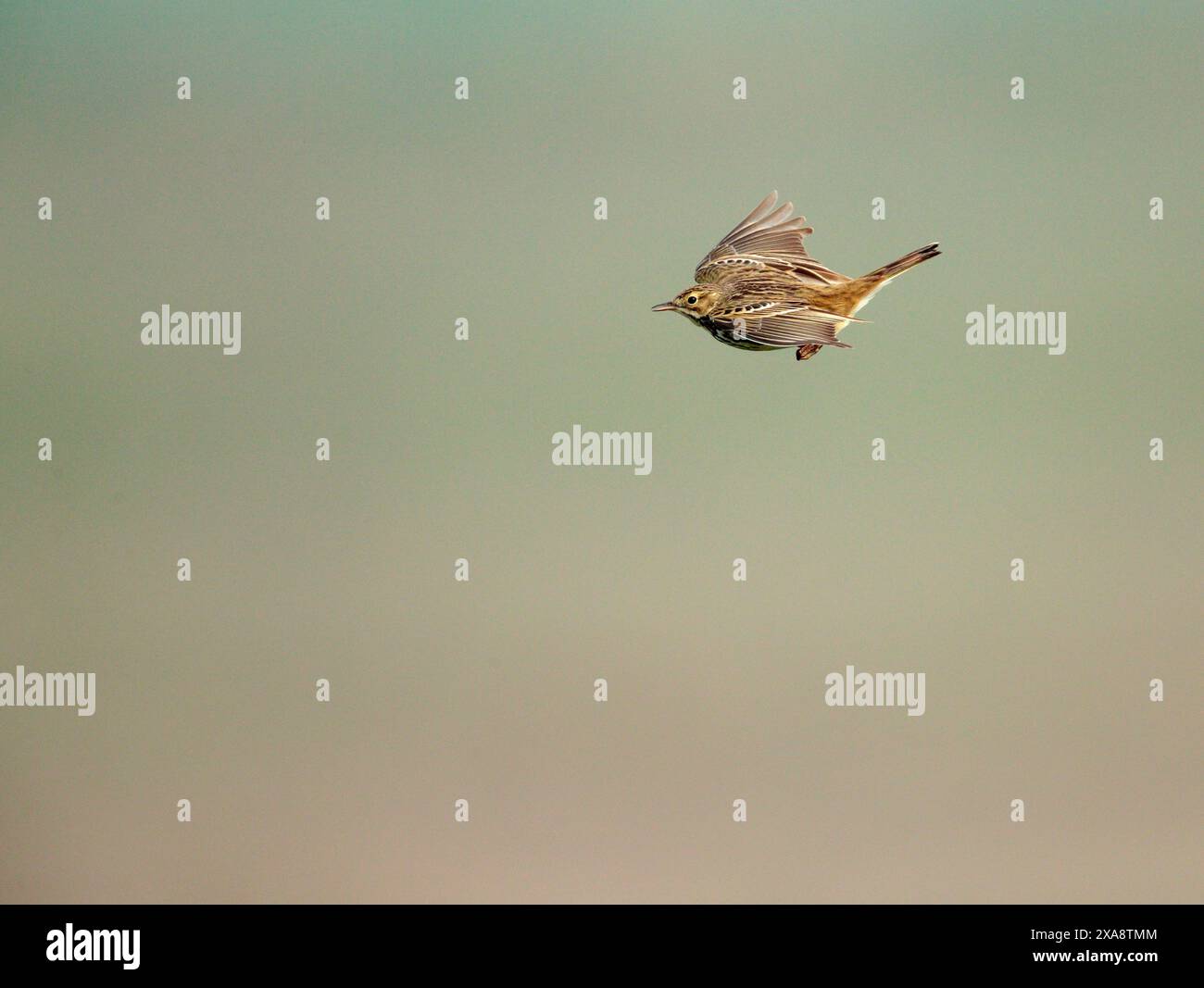 Meadow Pipit (Anthus pratensis), in flight, Netherlands, Maasvallei ...