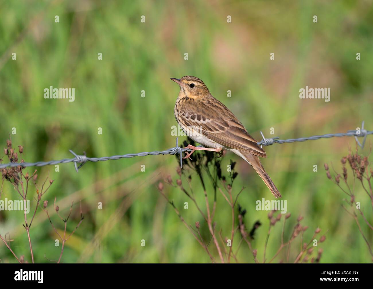 Tree pitpit (Anthus trivialis), sitting on barbed wire, Netherlands ...