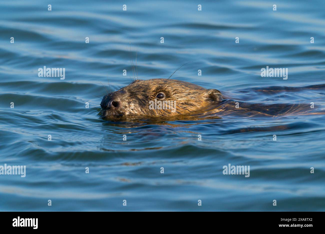 Eurasian beaver, European beaver (Castor fiber), swimming in water of ...