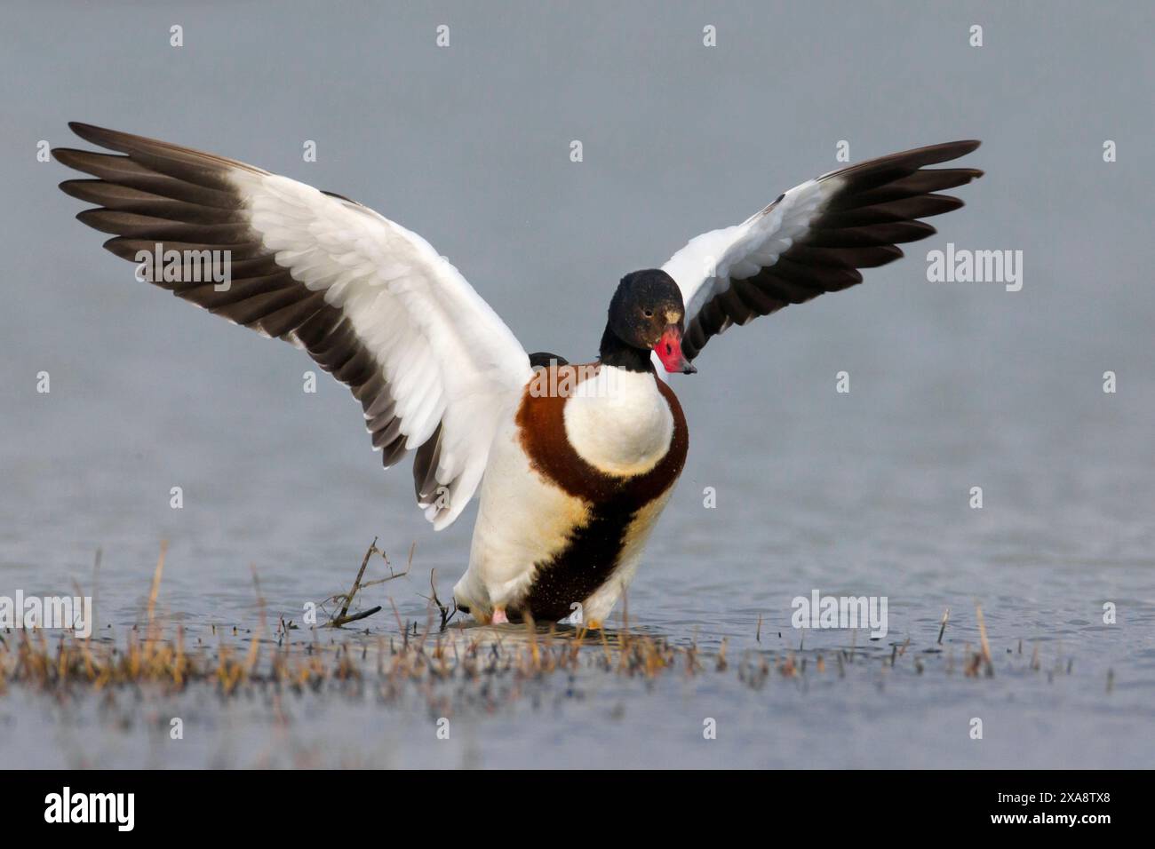 common shelduck (Tadorna tadorna), female stands fluttering in shallow ...