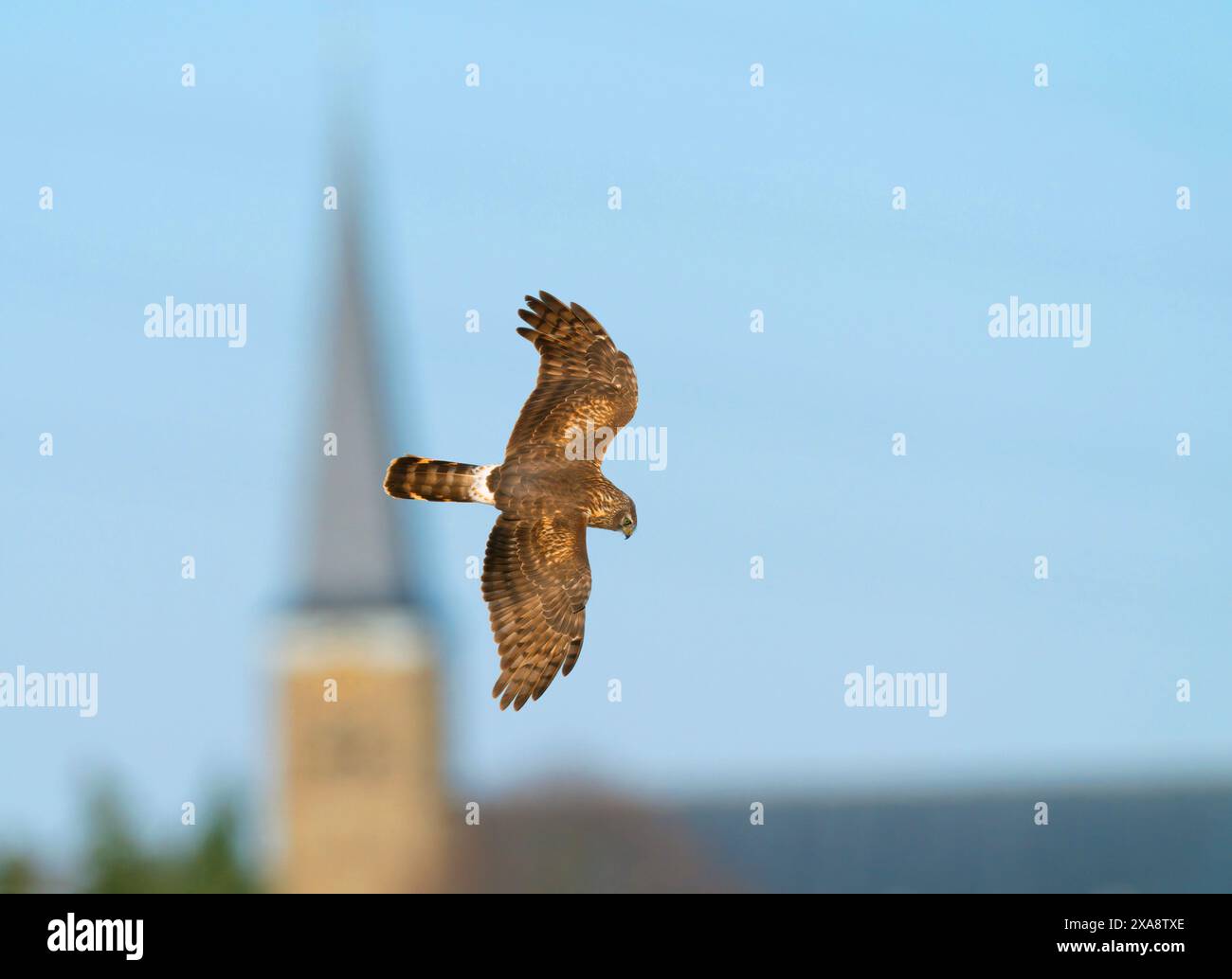 Hen church hi-res stock photography and images - Alamy