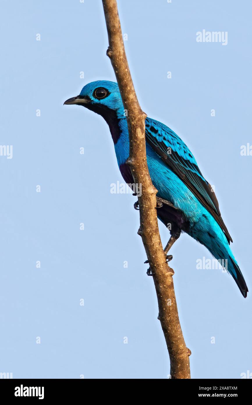 blue cotinga (Cotinga nattererii), male sitting on a branch in the ...