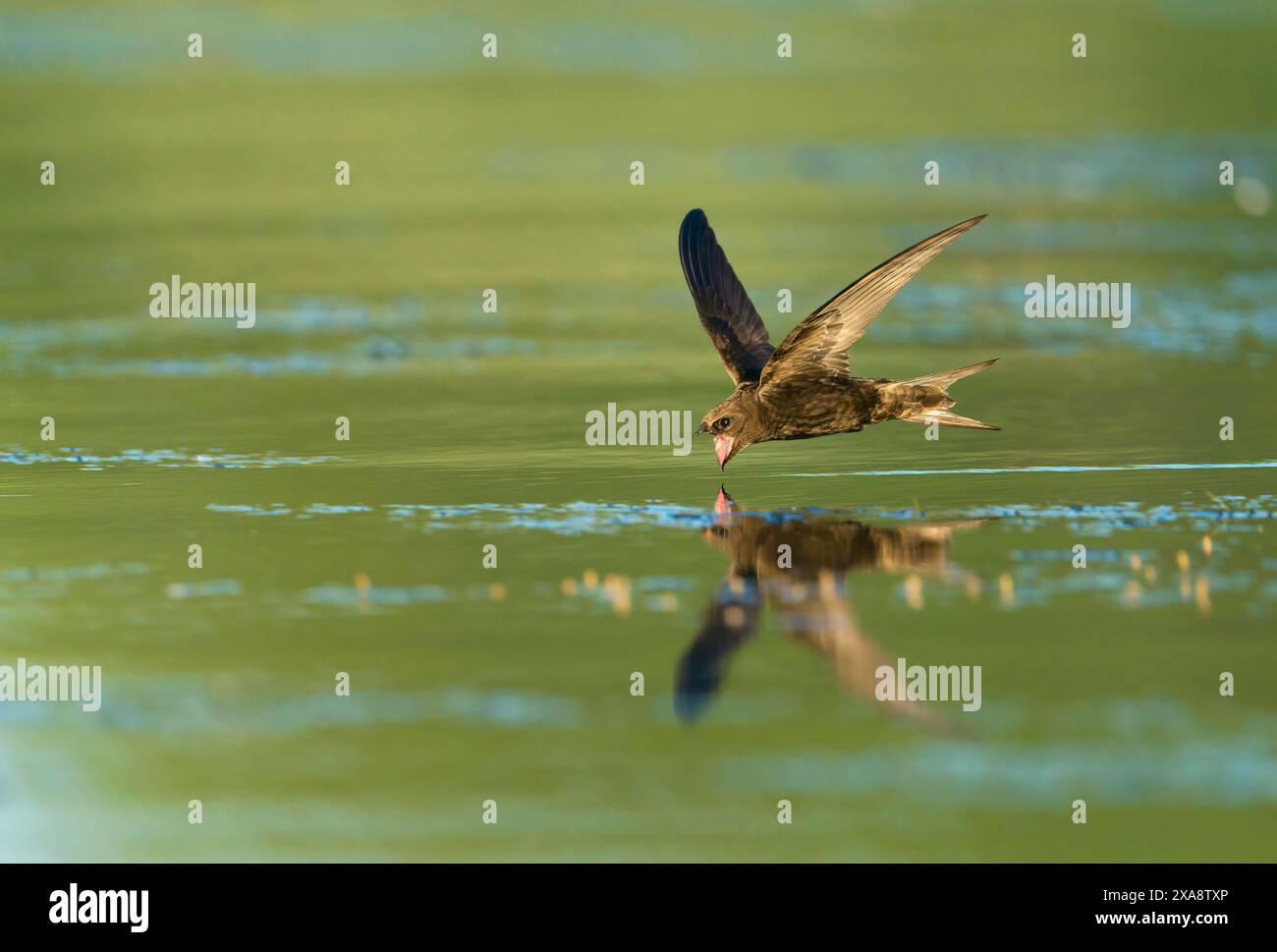 Common swift drink hi-res stock photography and images - Alamy