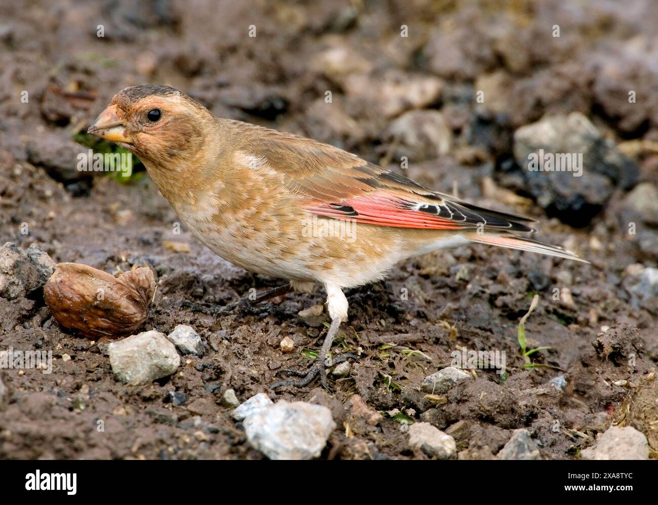 African crimson-winged finch (Rhodopechys sanguineus alienus ...