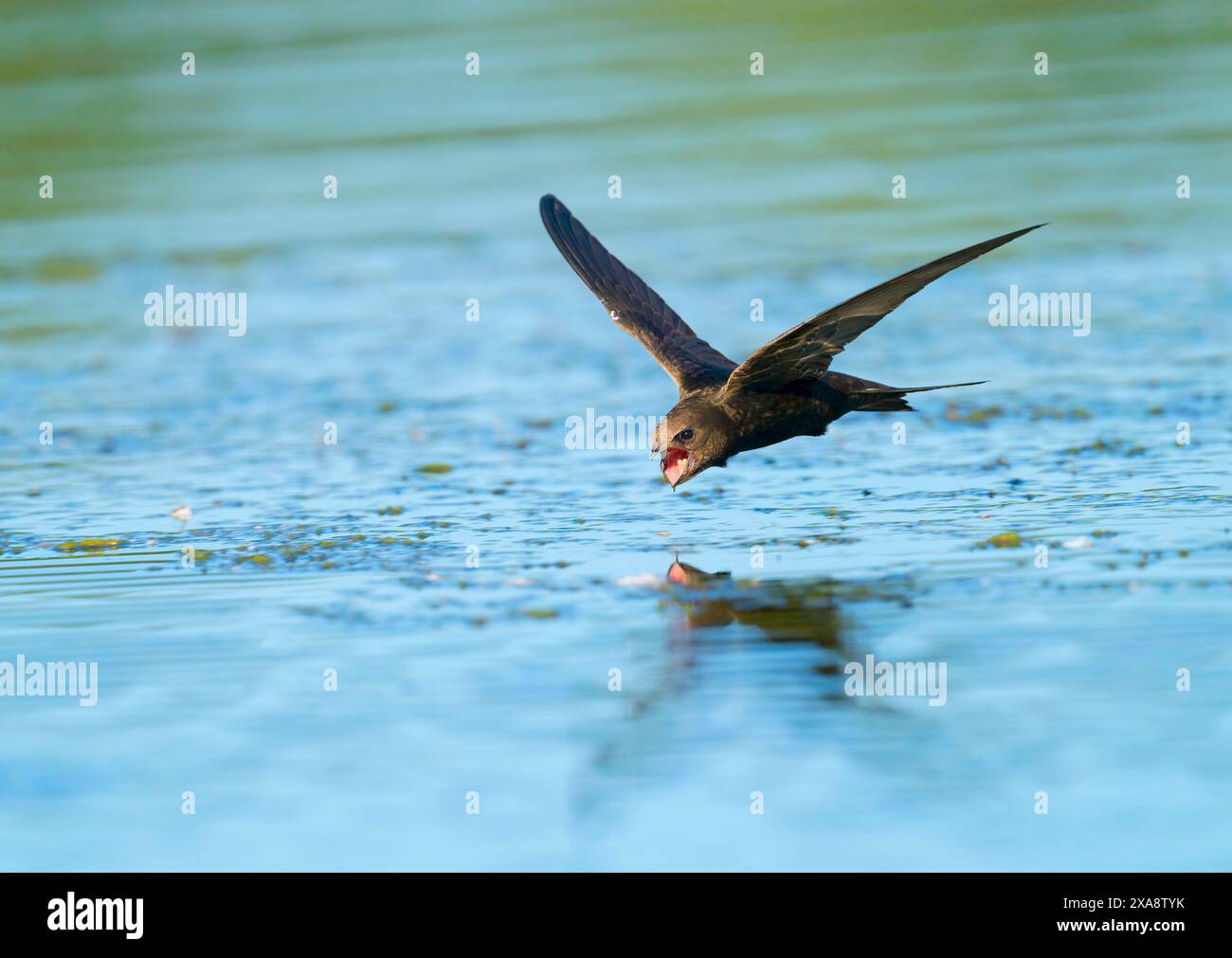 Common swift drink hi-res stock photography and images - Alamy