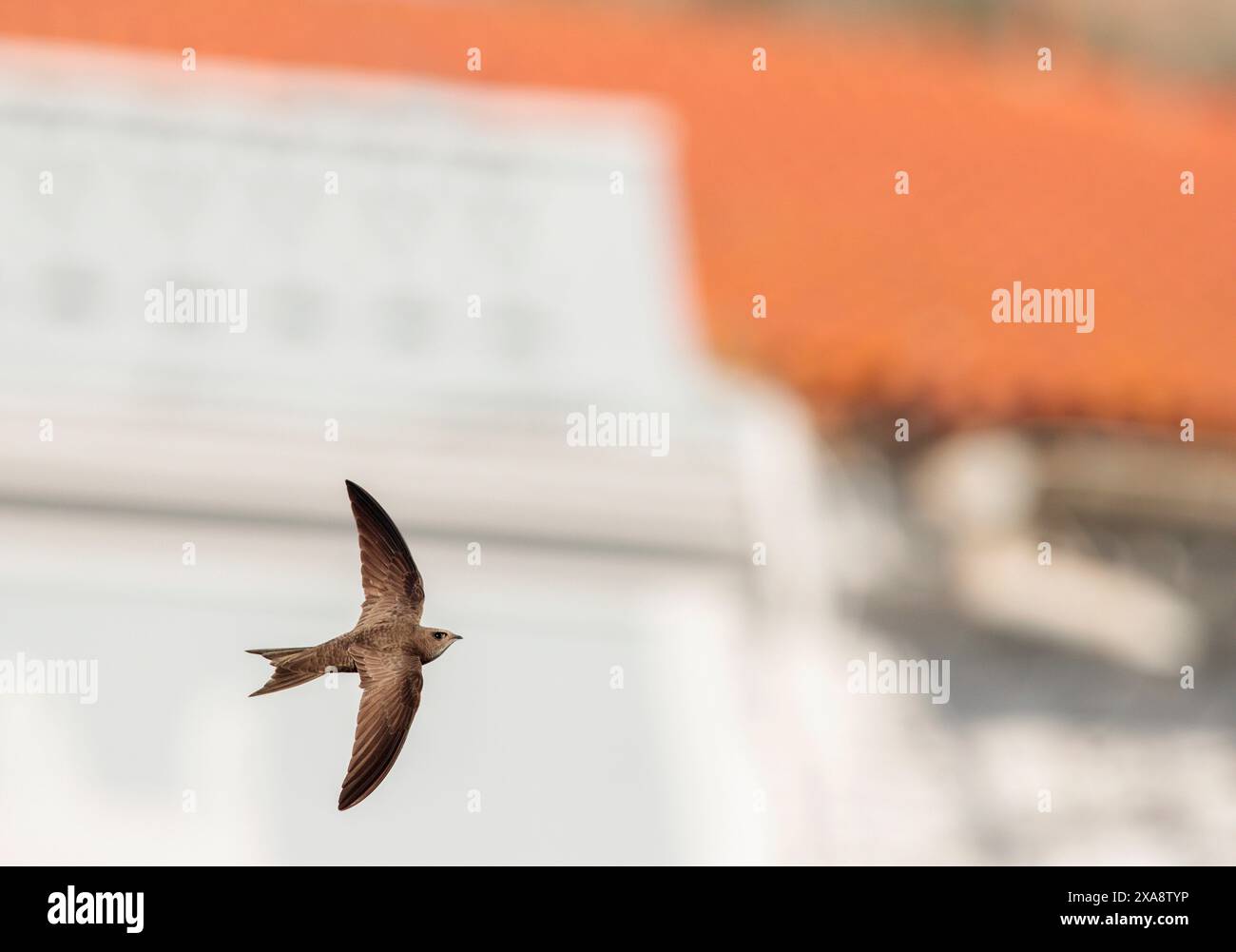 pallid swift (Apus pallidus), in gliding flight, side view, Spain ...