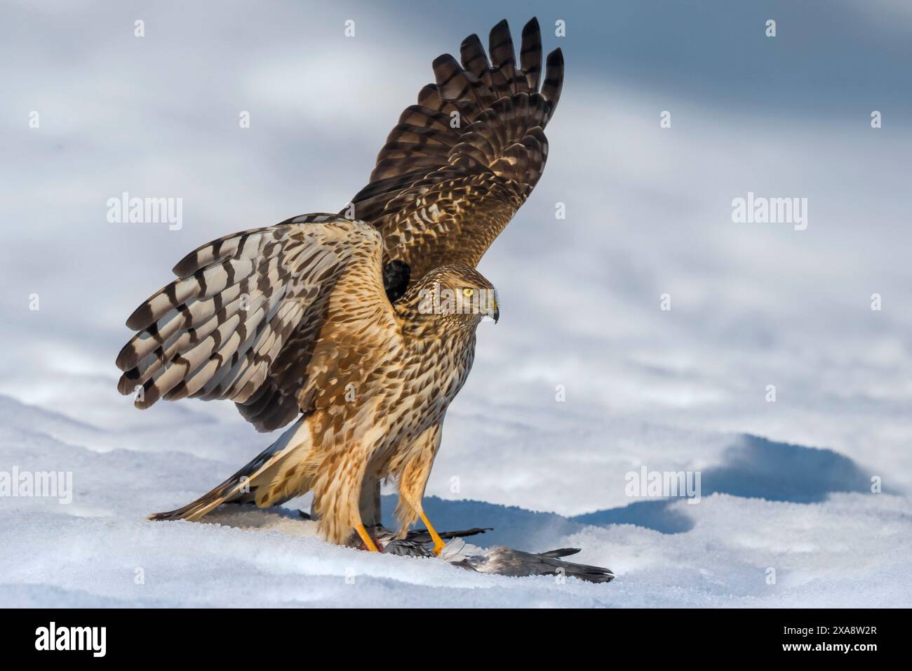hen harrier (Circus cyaneus), with prey in the snow, side view, Italy ...