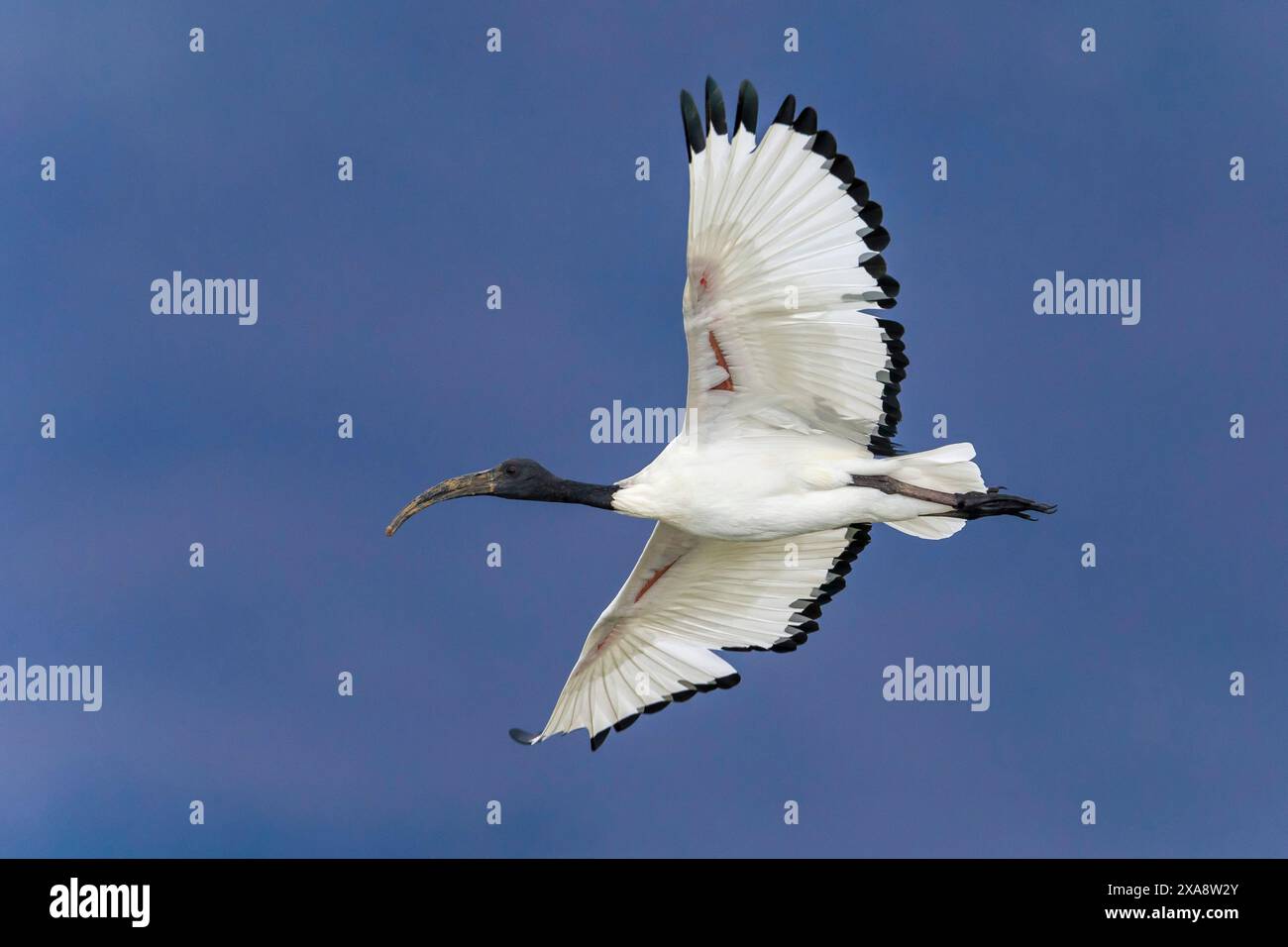 sacred ibis (Threskiornis aethiopicus), in flight, side view, Italy ...