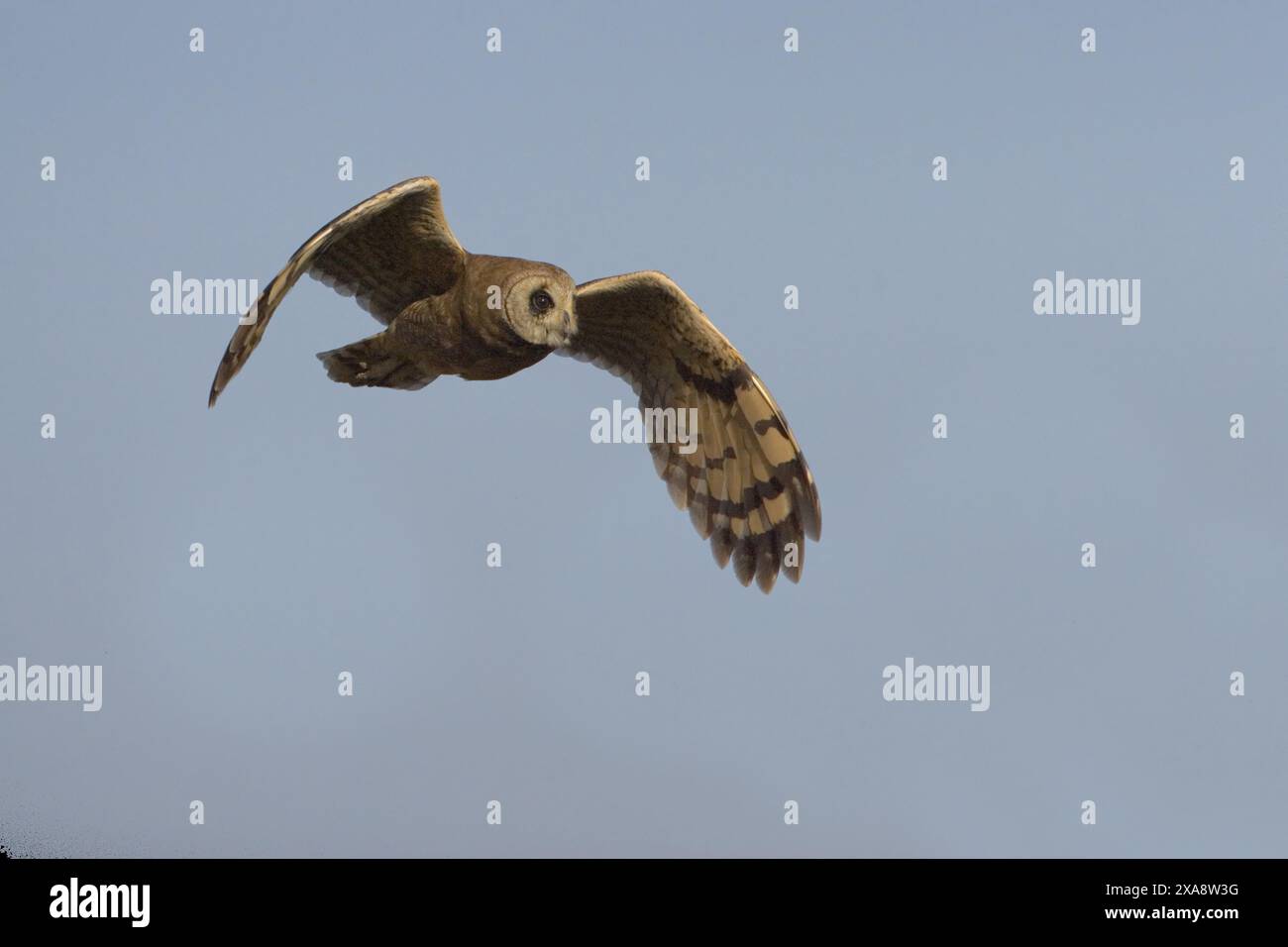 African marsh owl (Asio capensis), in flight, Morocco, Medja Zerga ...