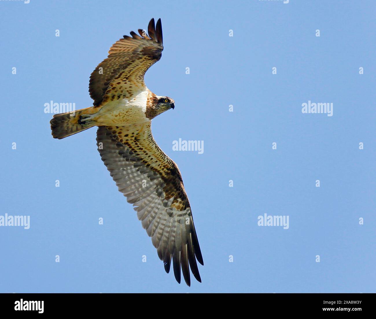 osprey, fish hawk (Pandion haliaetus), in flight from below, Belgium ...