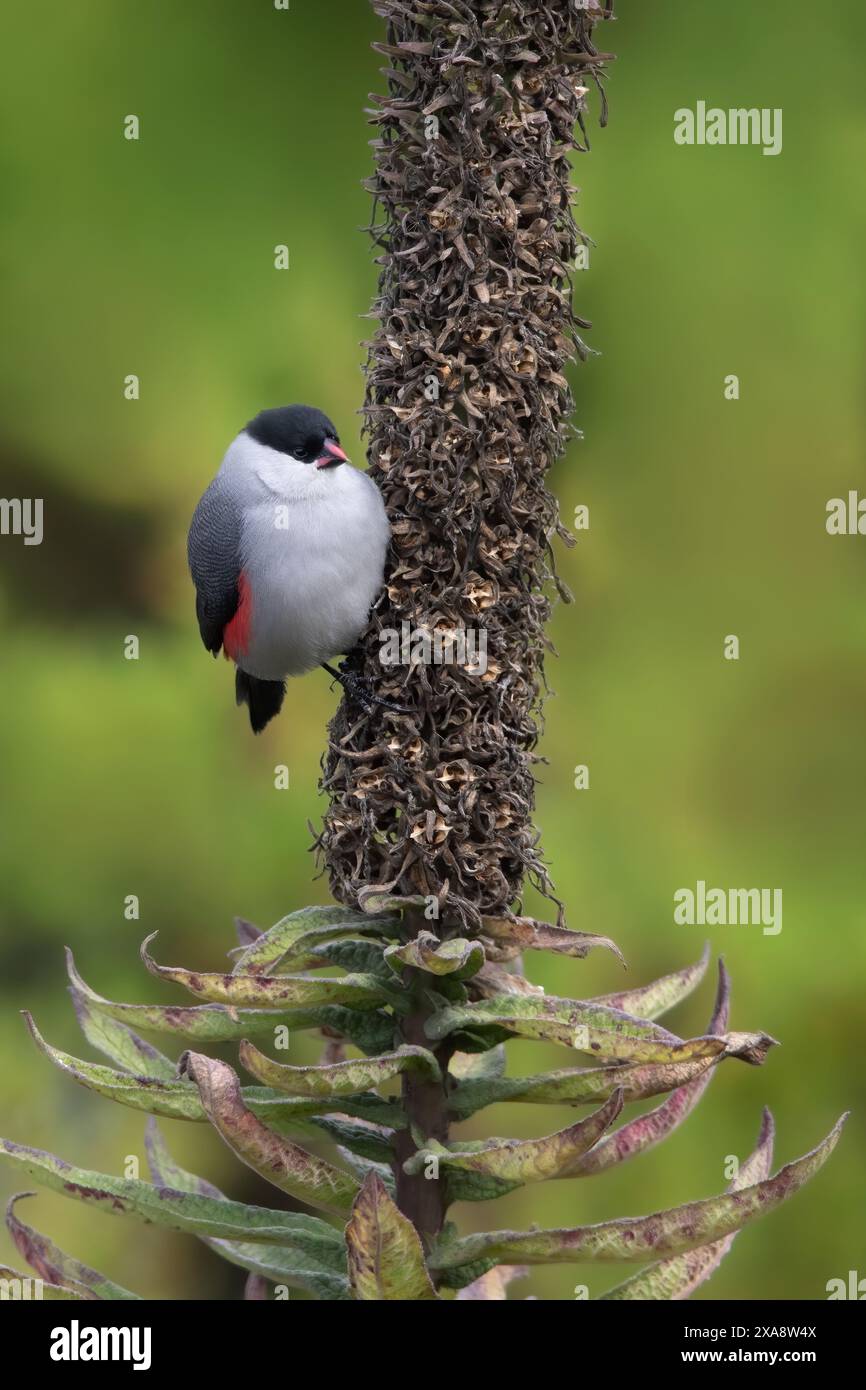Black crowned waxbills hi-res stock photography and images - Alamy