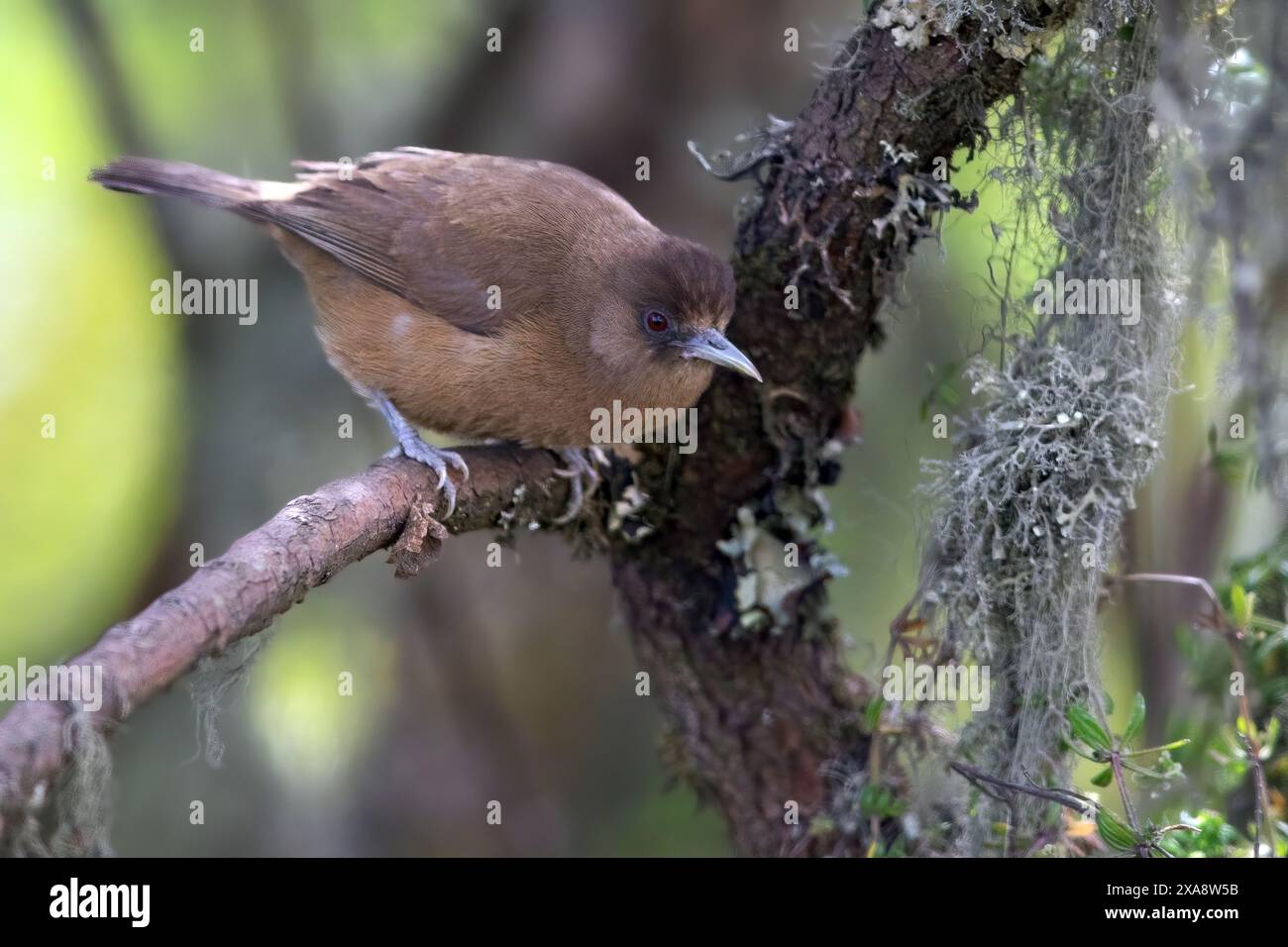 Fernando po speirops, Bioko speirops (Zosterops brunneus, Speirops ...
