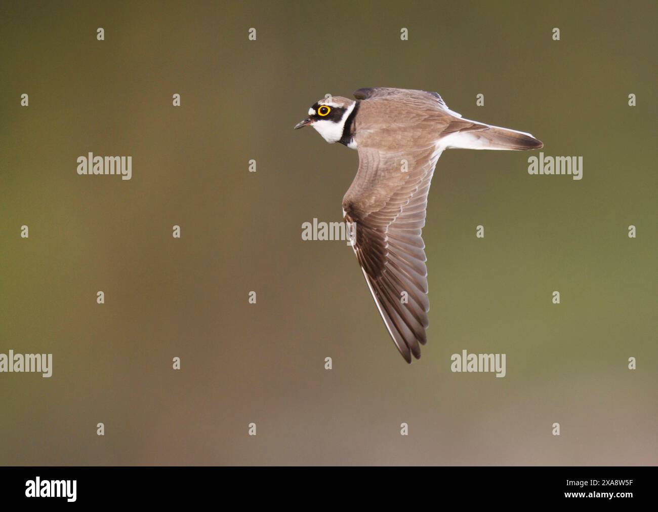 little ringed plover (Charadrius dubius), in flight, Netherlands ...
