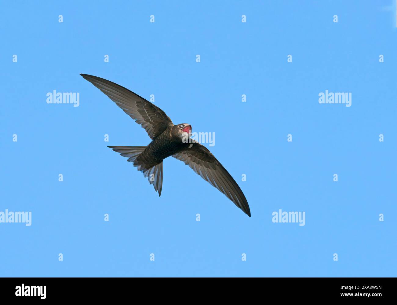 Eurasian swift (Apus apus), in flight, hunting insects, Netherlands ...