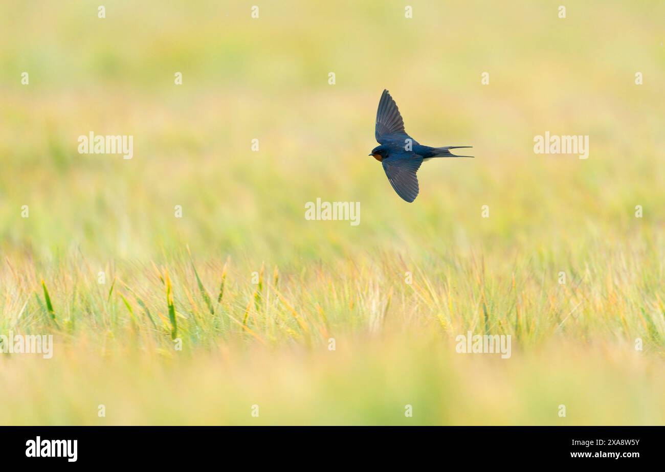barn swallow (Hirundo rustica), flying low above a corn field, side ...