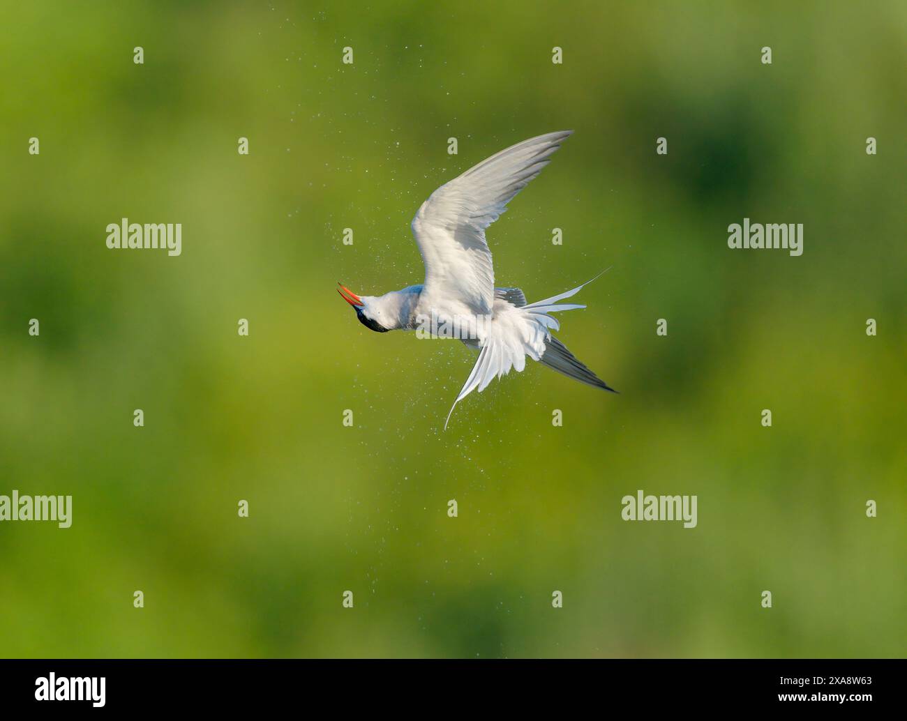 Common tern (Sterna hirundo), shaking in flight, Netherlands, Limburg ...