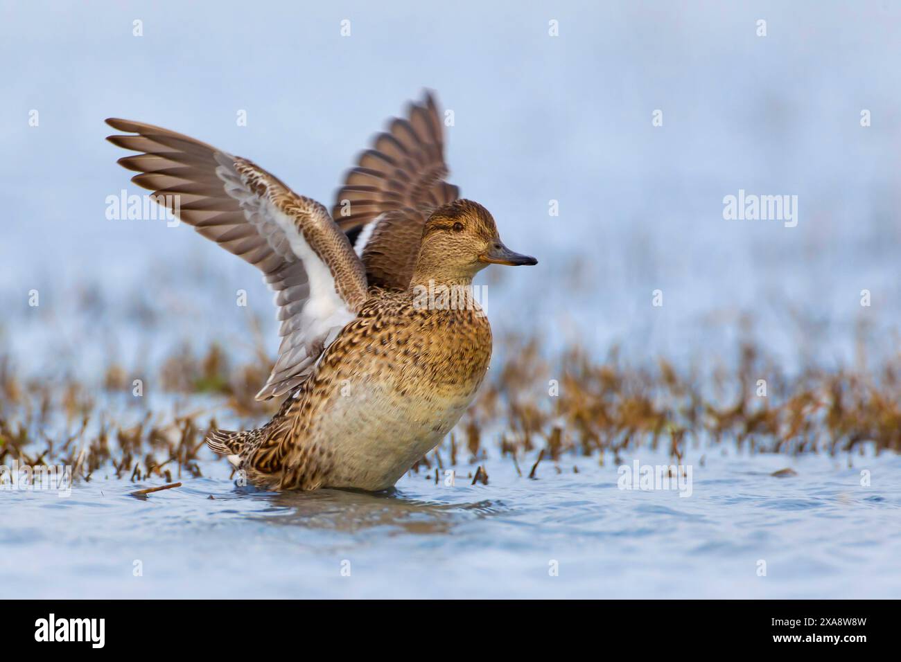 green-winged teal, Eurasian teal, Eurasian green-winged teal, common ...