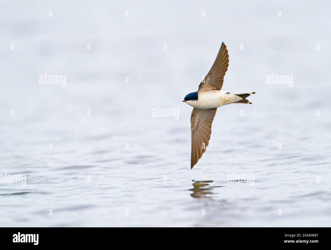 Birds insects fly over water hi-res stock photography and images - Alamy