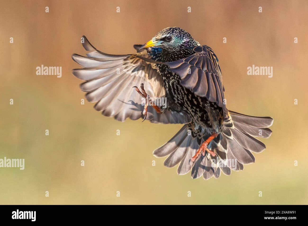 common starling (Sturnus vulgaris), in flight, side view, Italy ...
